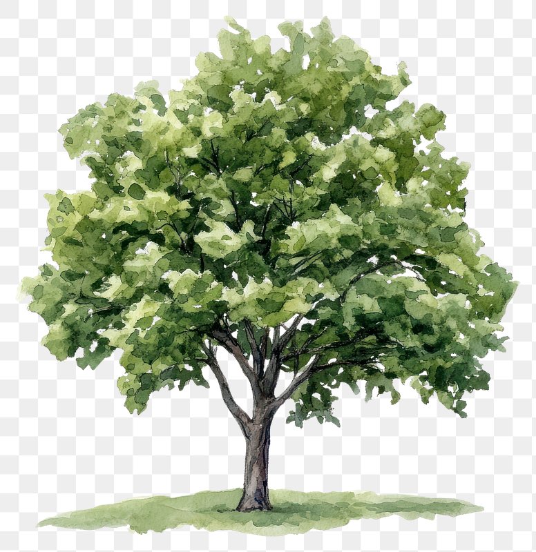 Walnut Tree PNG Images | Free Photos, PNG Stickers, Wallpapers ...