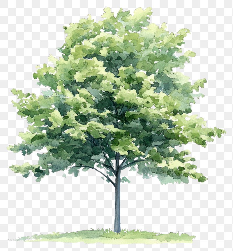 PNG Green Maple tree illustration | Free PNG - rawpixel