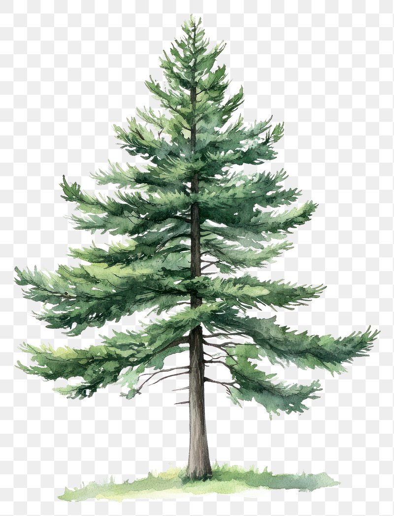 PNG Western white pine tree | Free PNG - rawpixel