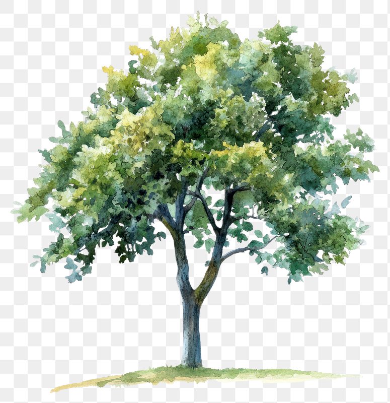 Walnut Tree PNG Images | Free Photos, PNG Stickers, Wallpapers ...
