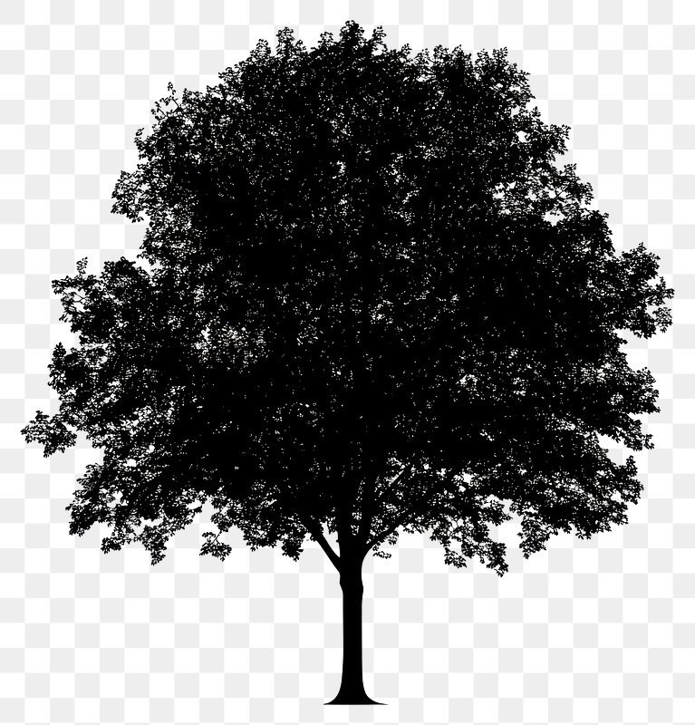 PNG Maple tree outline silhouette | Free PNG - rawpixel