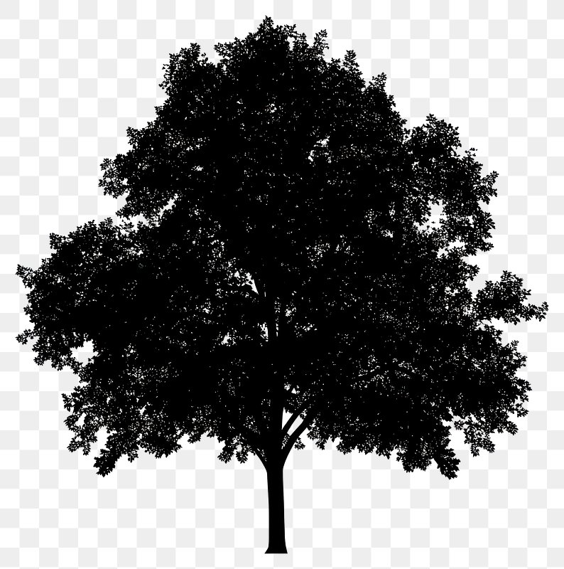 PNG Maple tree outline silhouette | Free PNG - rawpixel