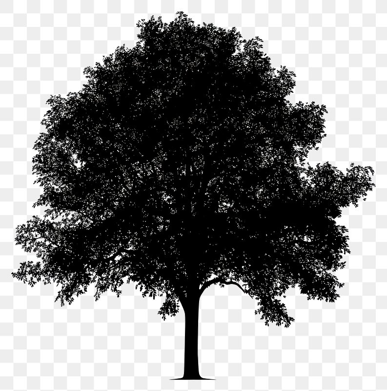 PNG Maple tree outline silhouette | Free PNG - rawpixel