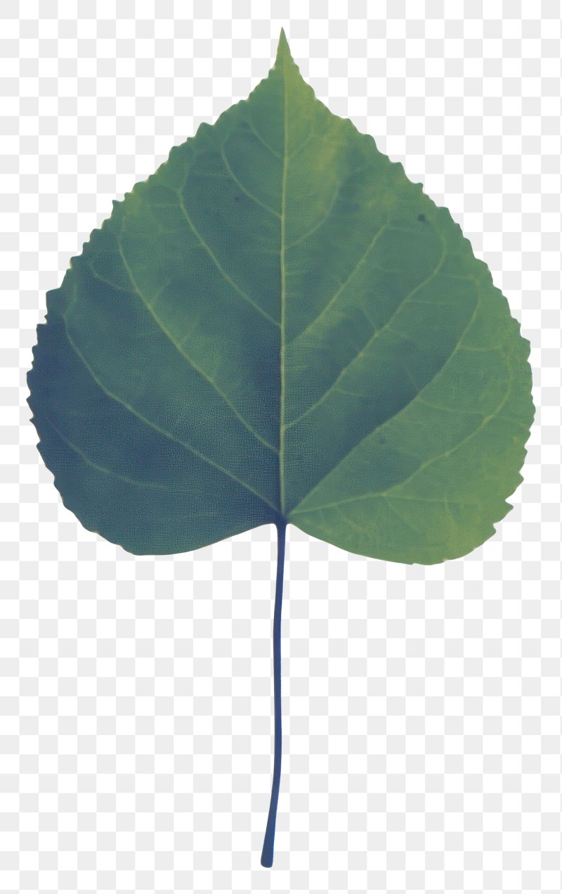 PNG Real leaf isolated green | Free PNG - rawpixel