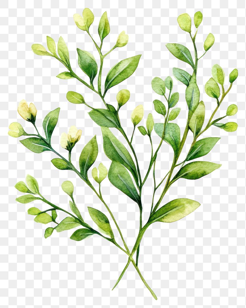 Flower Drawing Transparent Images | Free Photos, PNG Stickers ...