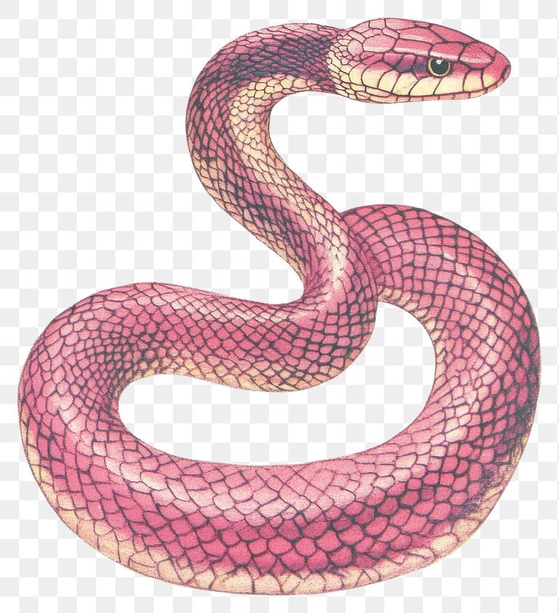 Vintage Snakes PNG Images | Free Photos, PNG Stickers, Wallpapers ...
