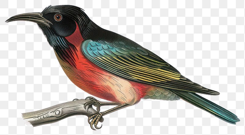 Exotic Birds PNG Images | Free Photos, PNG Stickers, Wallpapers ...