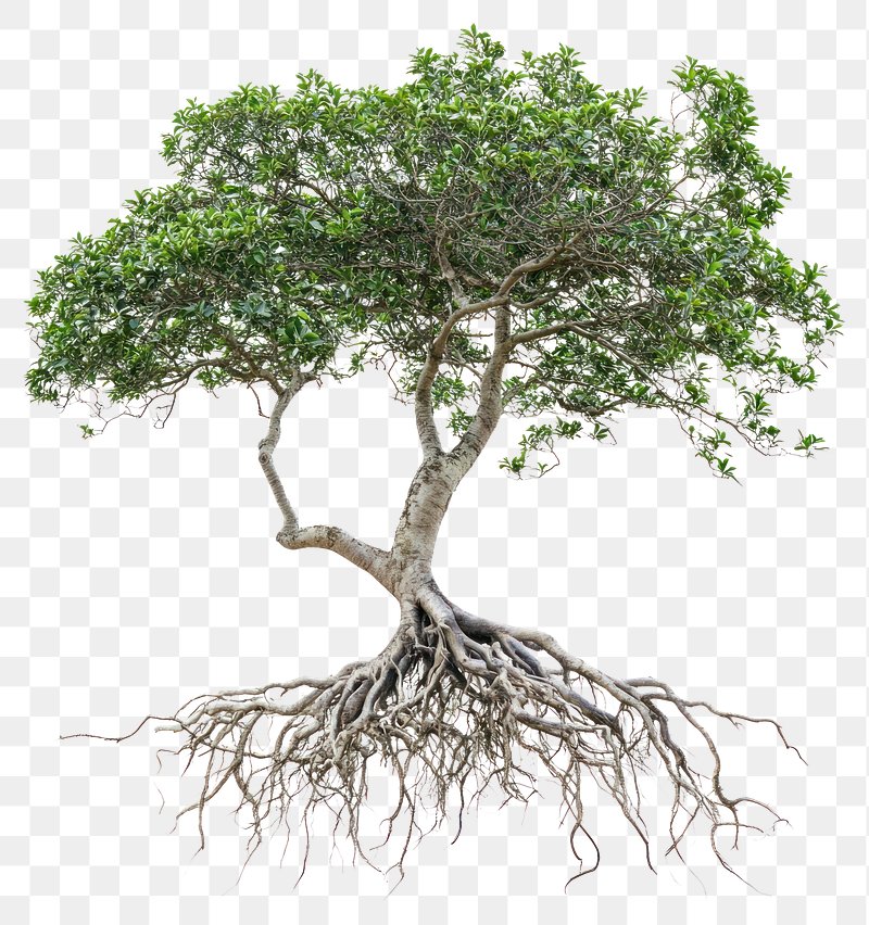 Tree Roots PNG Images | Free Photos, PNG Stickers, Wallpapers ...