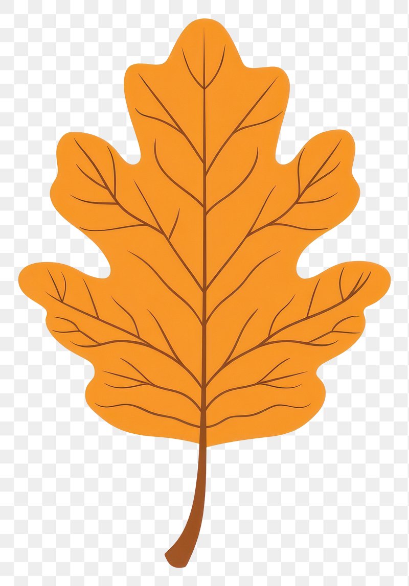 PNG Autumn reniform leaf illustration | Free PNG - rawpixel