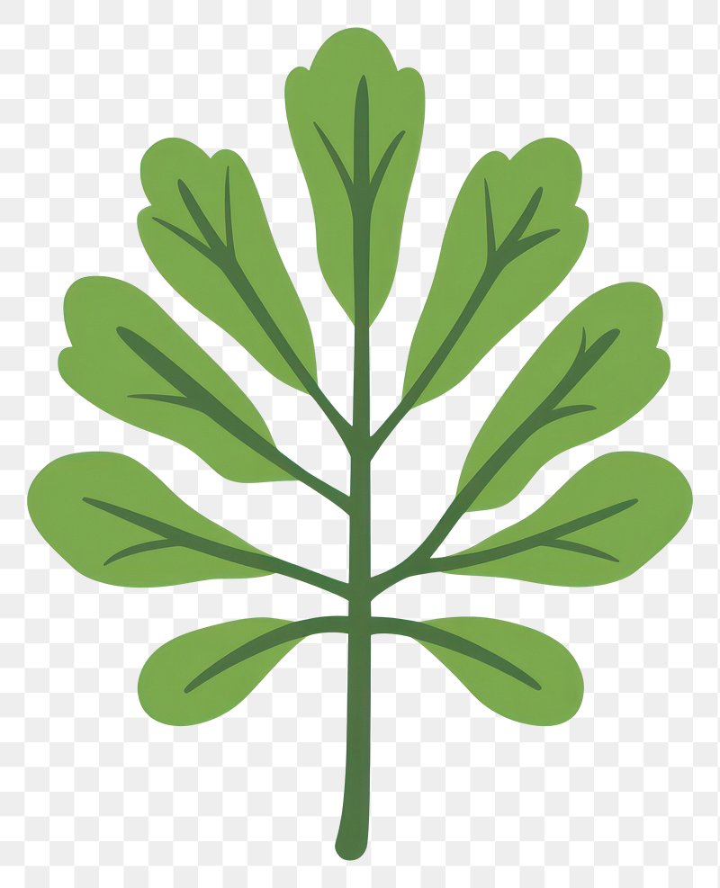 PNG Green reniform leaf illustration | Free PNG - rawpixel