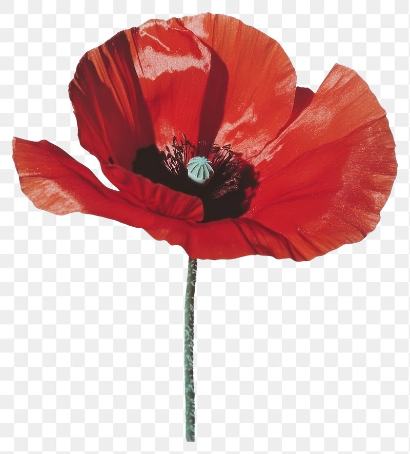 Poppys PNG Images | Free Photos, PNG Stickers, Wallpapers & Backgrounds ...