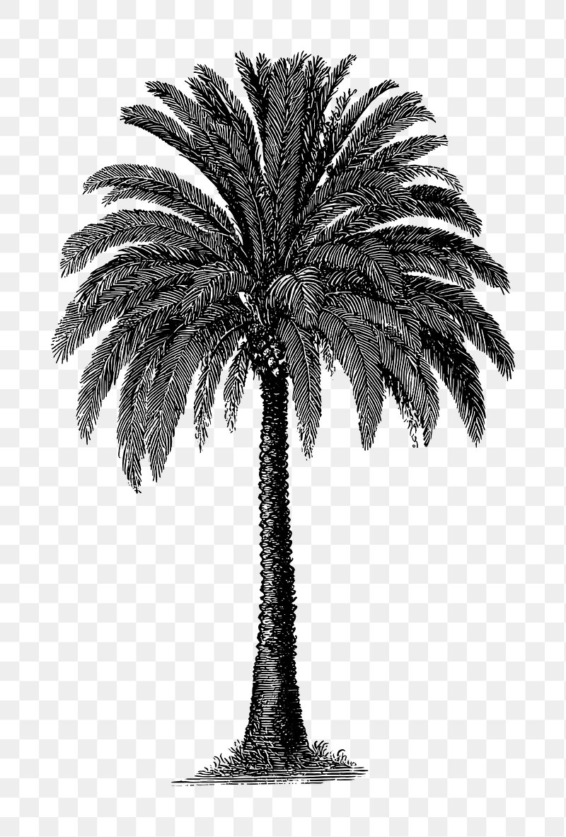 Illustration+tree Botanical Images | Free Photos, PNG Stickers ...