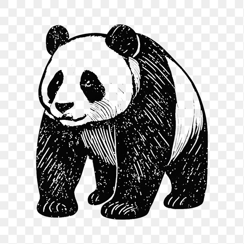 A Drawing Of A Bear Background Images | Free Photos, PNG Stickers ...