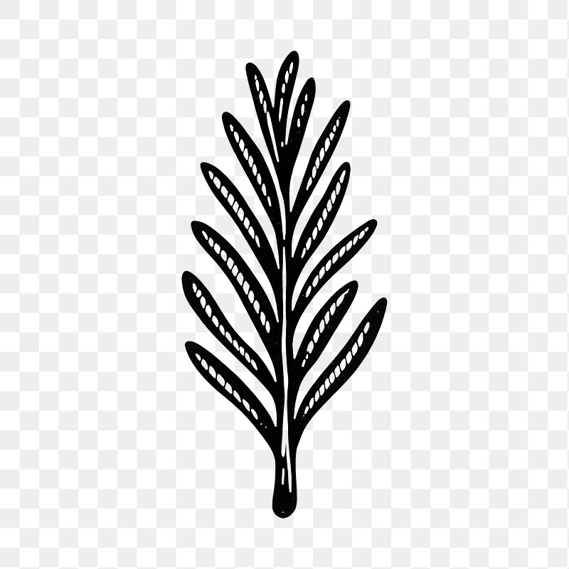 Drawing+of+rosemary Background Images | Free Photos, PNG Stickers ...