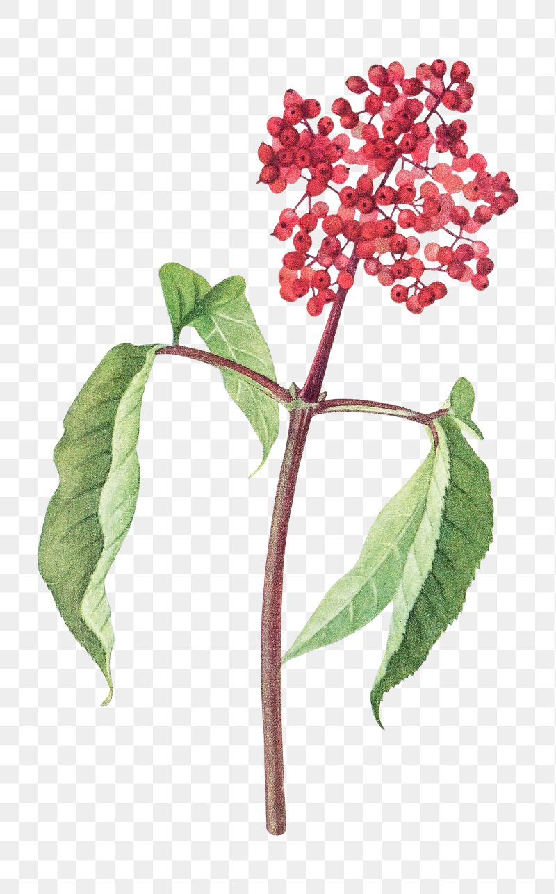 Elderly Study Vintage Images | Free Photos, PNG Stickers, Wallpapers ...