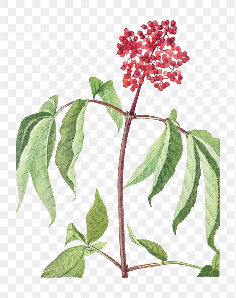 Elderly Study Vintage Images | Free Photos, PNG Stickers, Wallpapers ...