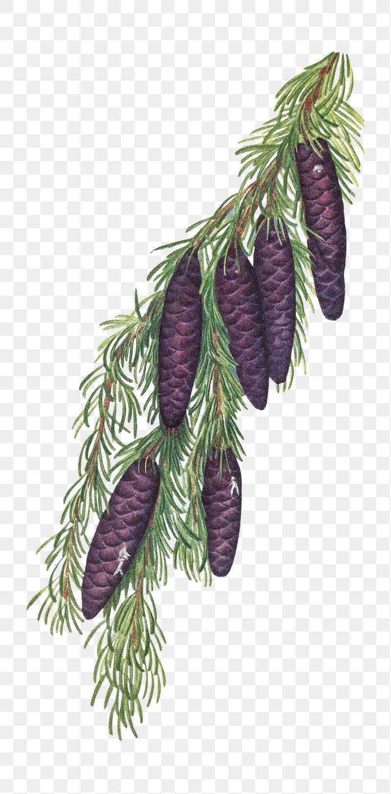 Spruce PNG Images | Free Photos, PNG Stickers, Wallpapers & Backgrounds ...