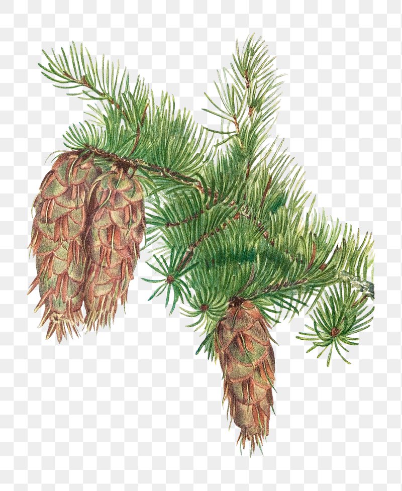 Larch PNG Images | Free Photos, PNG Stickers, Wallpapers & Backgrounds ...