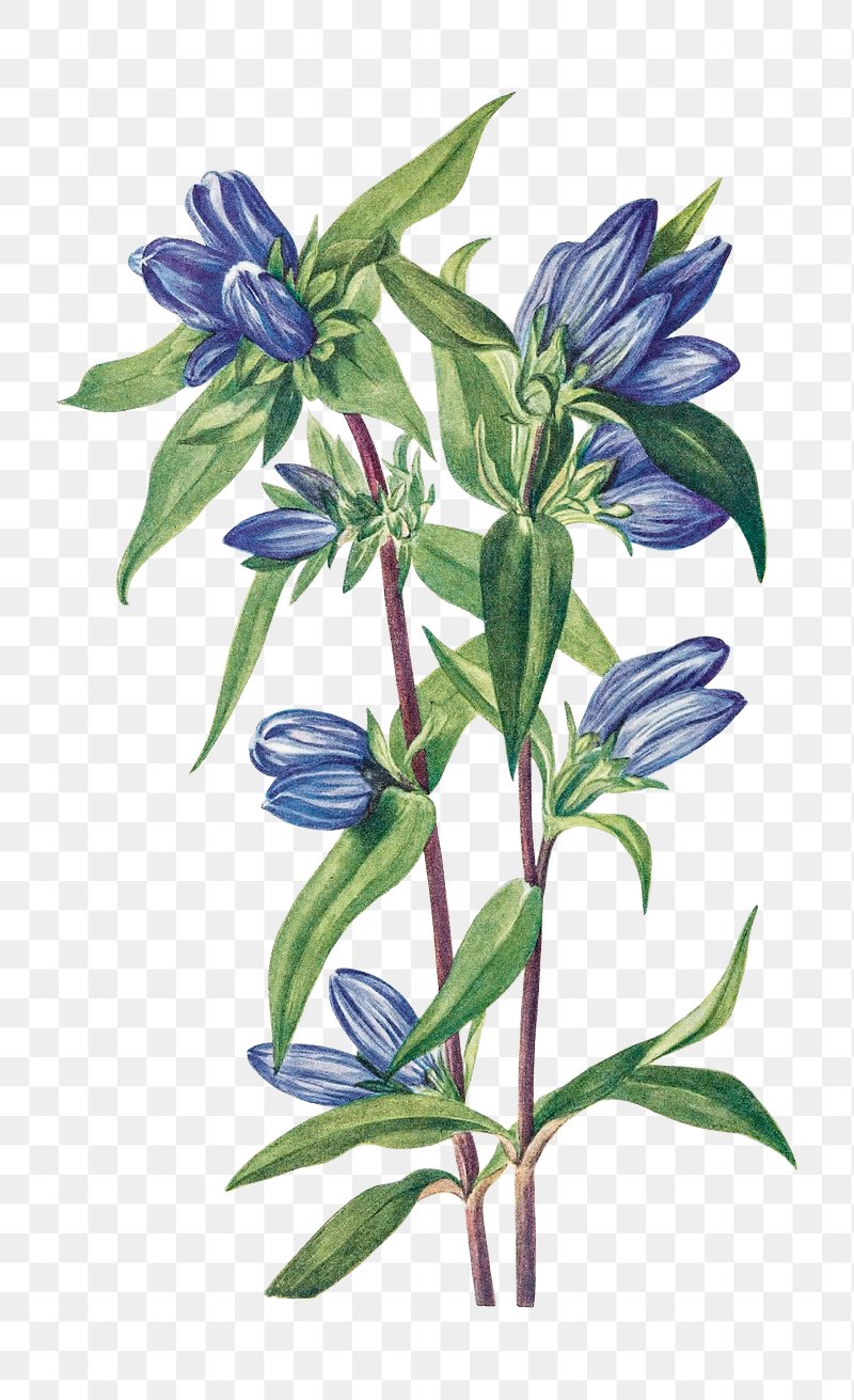 Bottle Gentian Images | Free Photos, PNG Stickers, Wallpapers ...