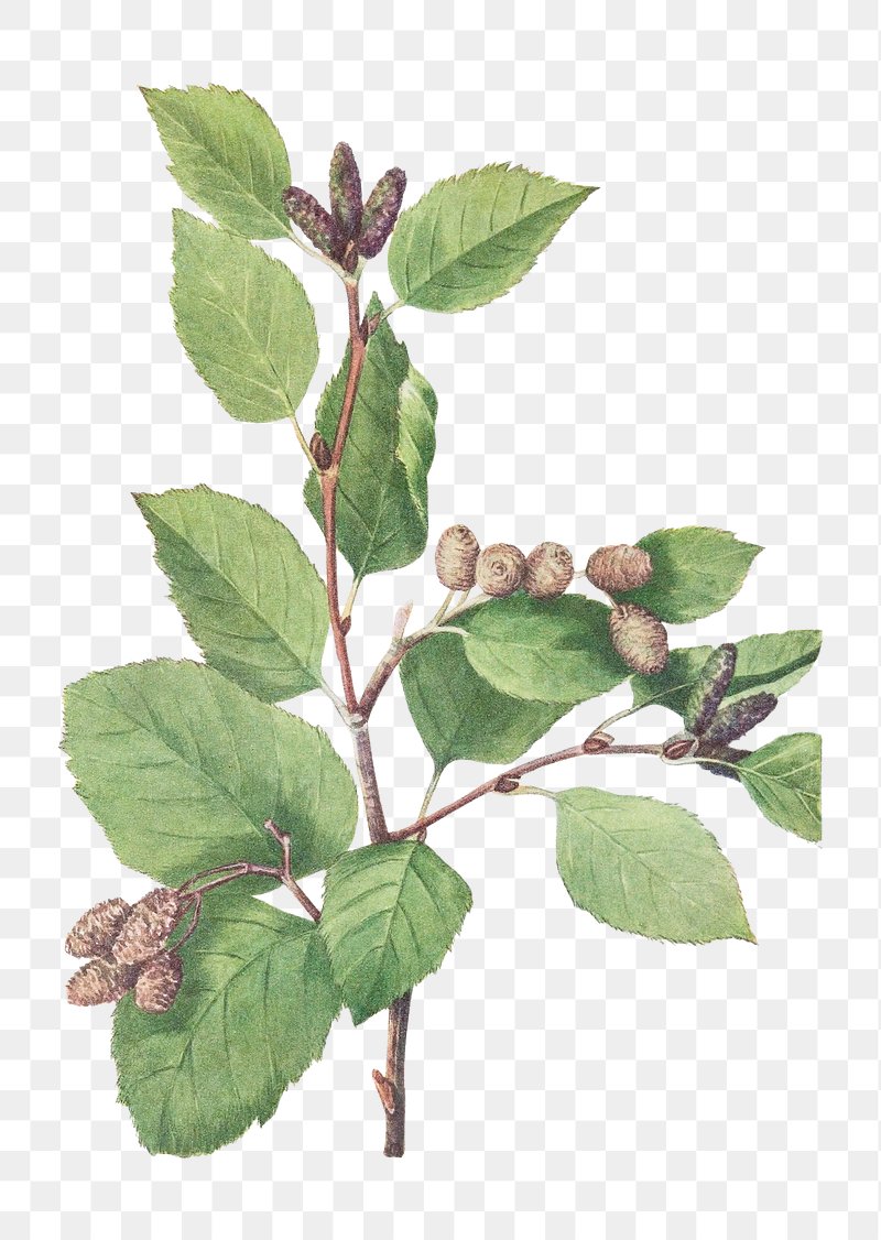 PNG Green Alder North American | Free PNG - rawpixel