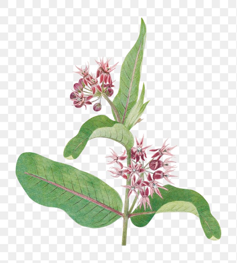 Milkweed Plant Illustration