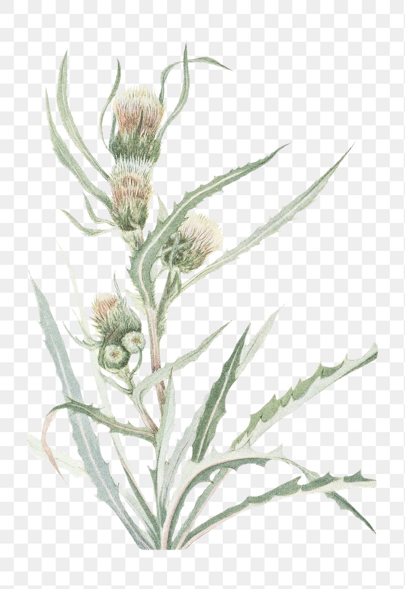 PNG White Thistle North American | Free PNG - rawpixel