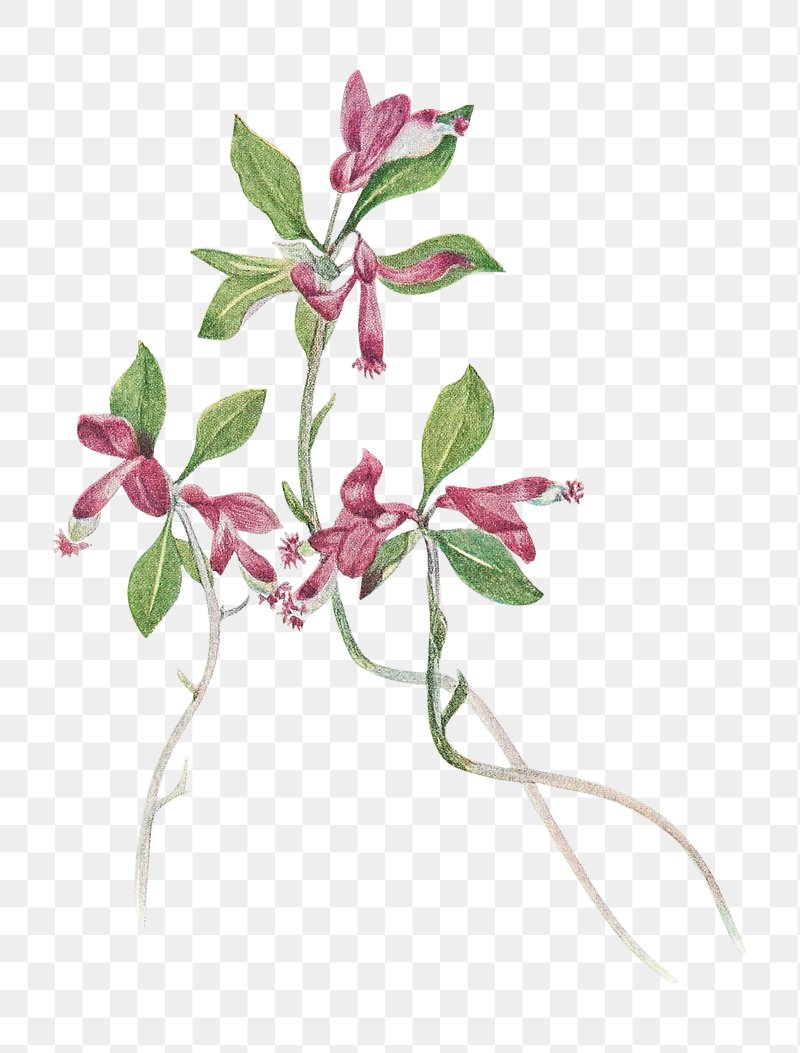 Floral Envelope Design Images | Free Photos, PNG Stickers, Wallpapers ...