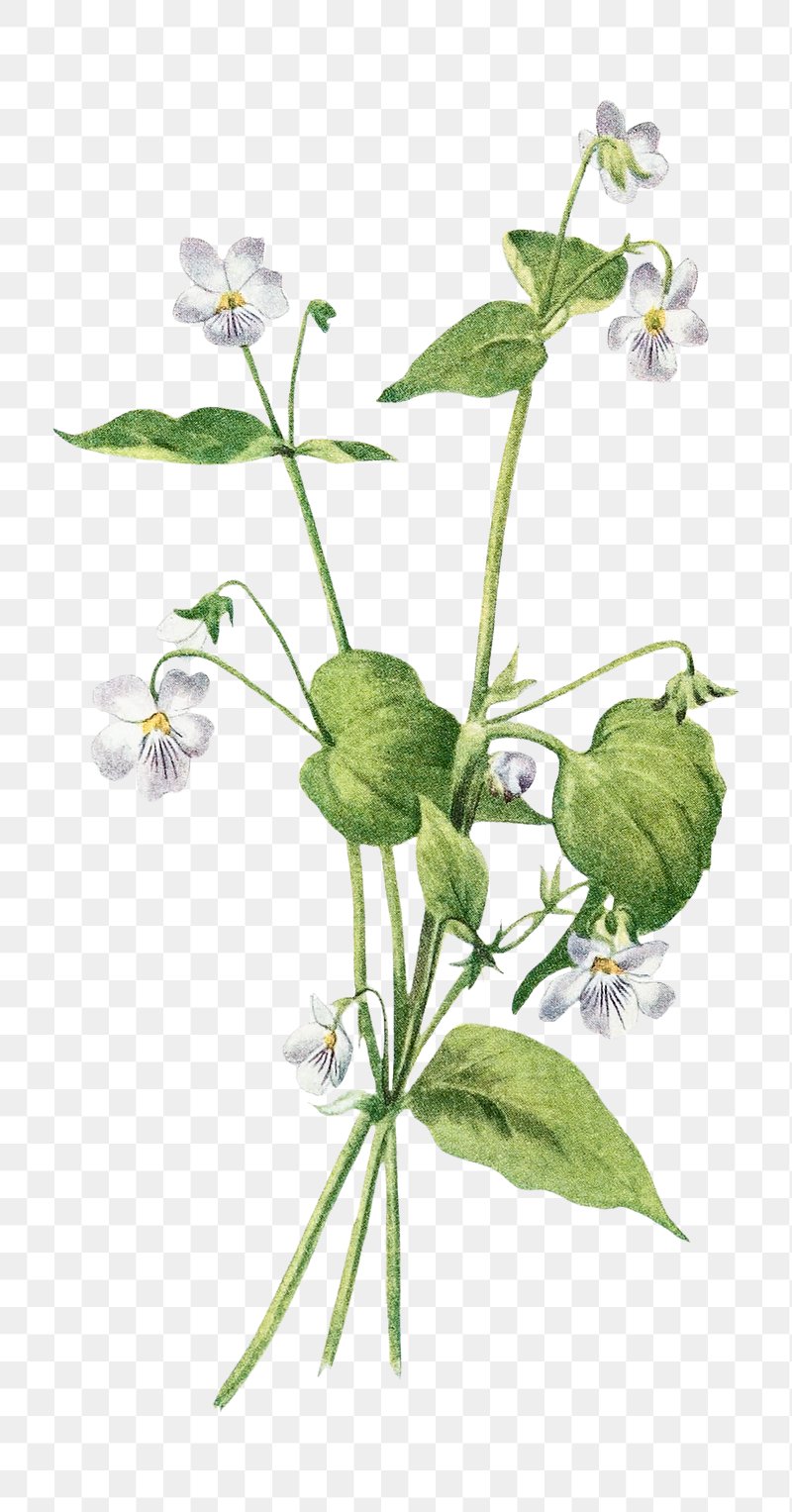 PNG Canada Violet North American | Free PNG - rawpixel