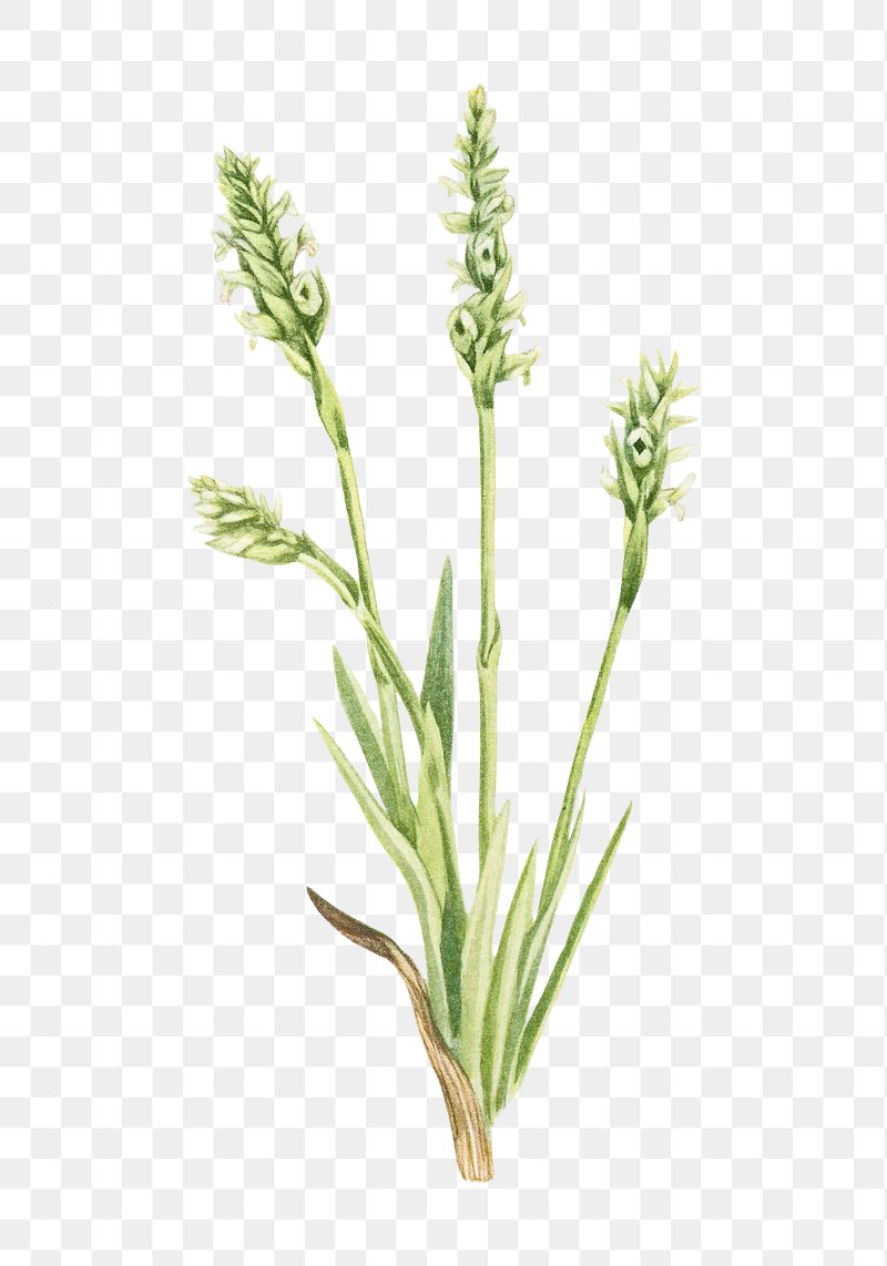 Tresses Plant Images | Free Photos, PNG Stickers, Wallpapers ...