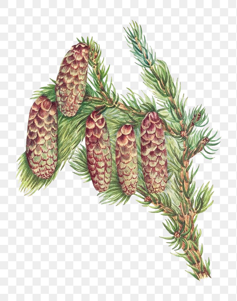Spruce PNG Images | Free Photos, PNG Stickers, Wallpapers & Backgrounds ...