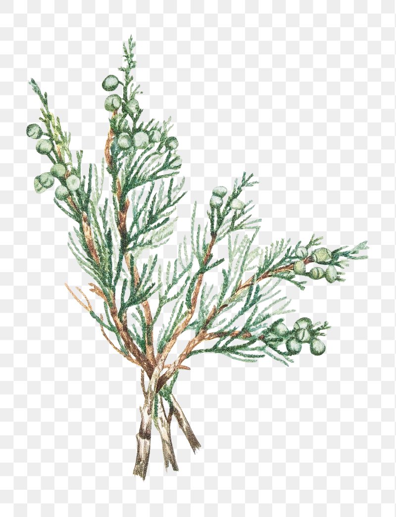 PNG Creeping Juniper North American | Free PNG - rawpixel