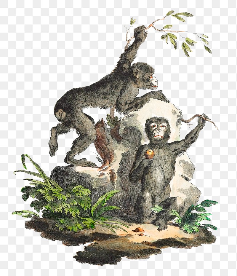 Monkey Transparent PNG Images | Free Photos, PNG Stickers, Wallpapers ...