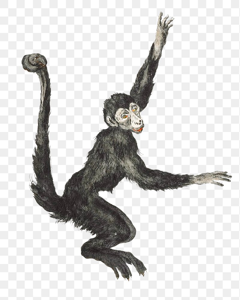 Monkey Transparent PNG Images | Free Photos, PNG Stickers, Wallpapers ...