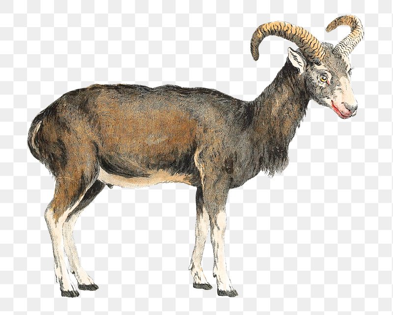 Wild Animals PNG Images | Free Photos, PNG Stickers, Wallpapers ...