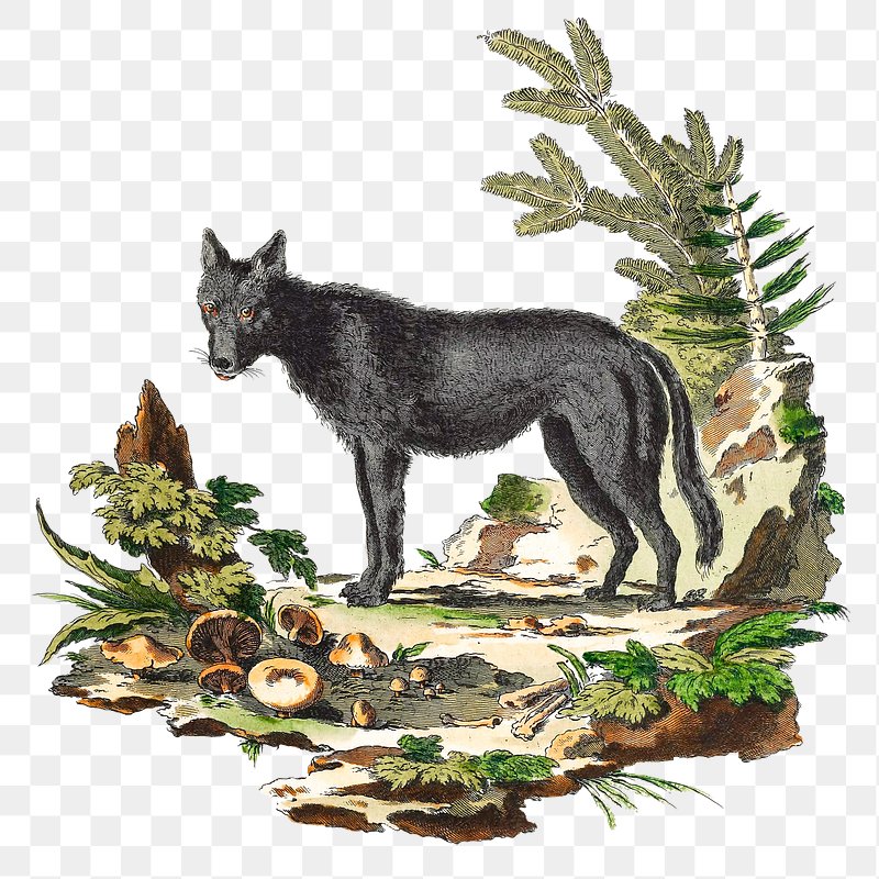 Coyote PNG Images | Free Photos, PNG Stickers, Wallpapers & Backgrounds ...