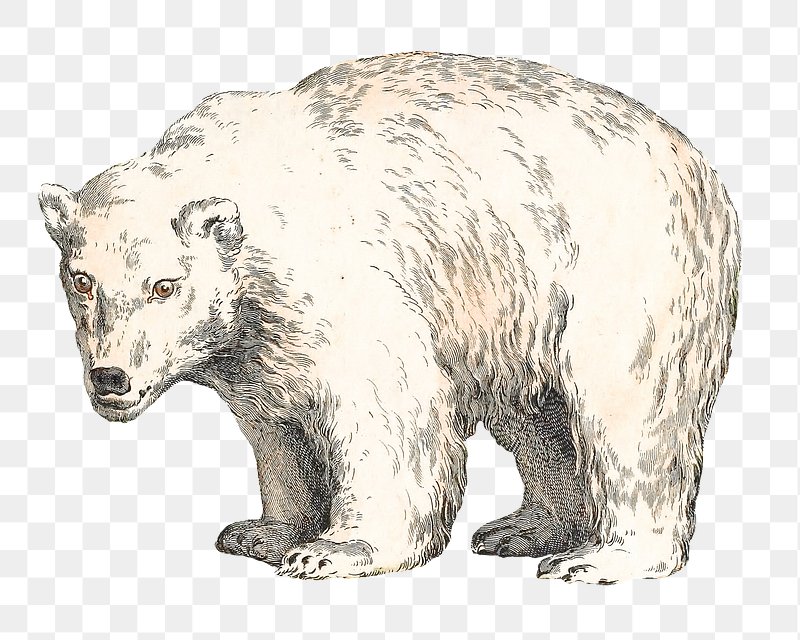 Green+polar+bear Background Images | Free Photos, PNG Stickers ...