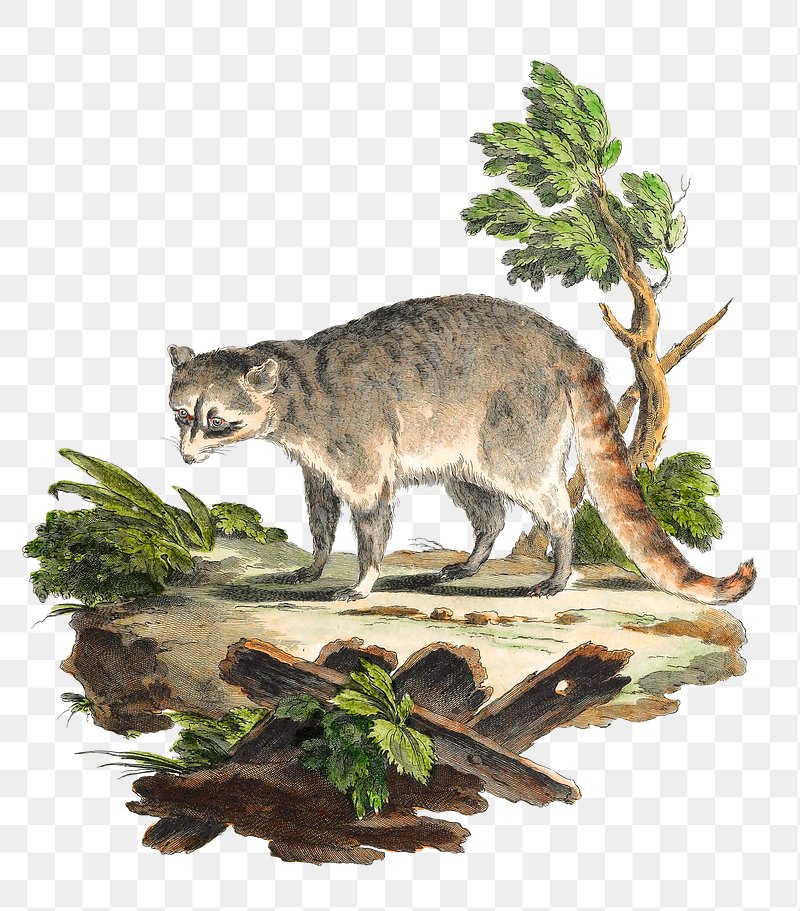 Fox Transparent Images | Free Photos, PNG Stickers, Wallpapers ...