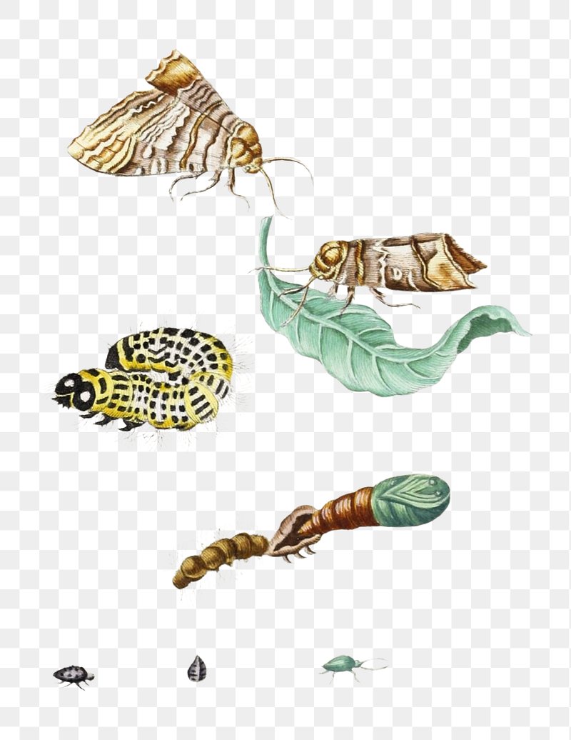 Butterfly Pupa Images | Free Photos, PNG Stickers, Wallpapers ...