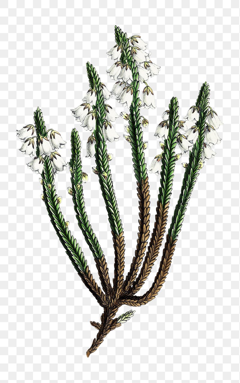 Heather Vintage Illustrations Images | Free Photos, PNG Stickers ...