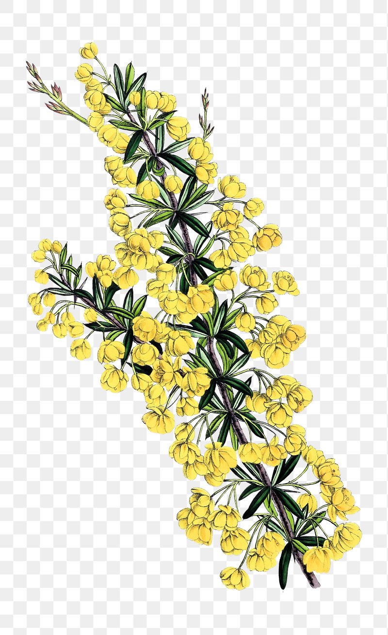 Mimosa PNG Images | Free Photos, PNG Stickers, Wallpapers & Backgrounds ...