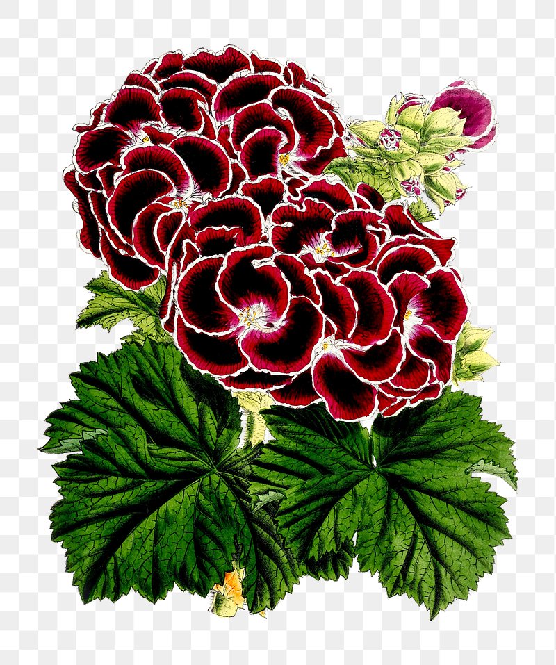 PNG Pelargoniums or Geraniums Floral | Free PNG - rawpixel