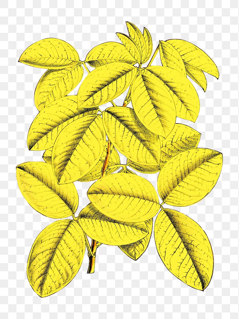 Laburnum Images | Free Photos, PNG Stickers, Wallpapers & Backgrounds ...