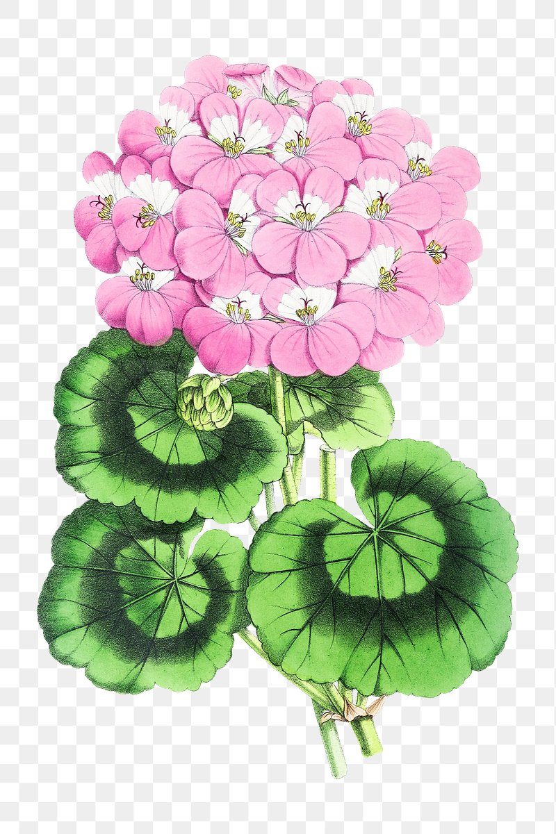 PNG Geranium Floral Magazine, vintage | Free PNG - rawpixel