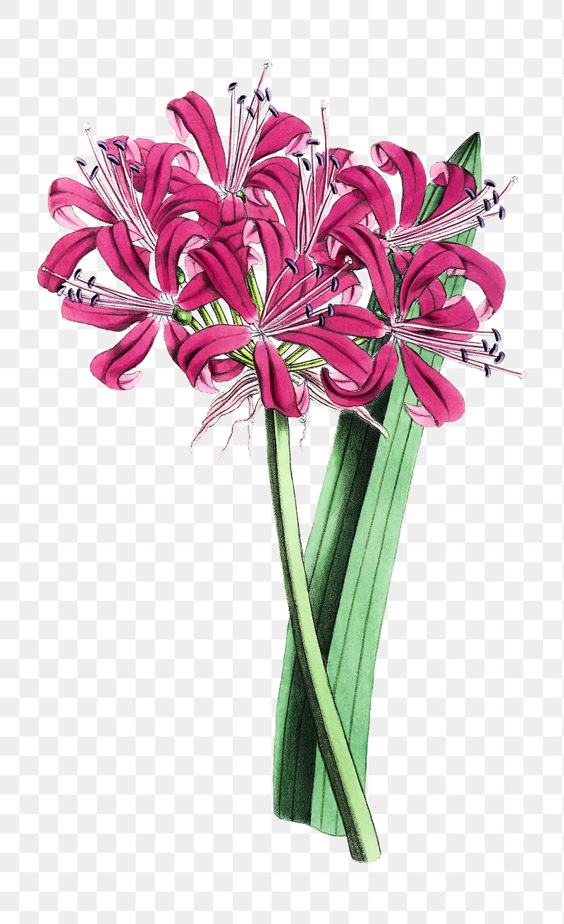 Amaryllis Flower PNG Images | Free Photos, PNG Stickers, Wallpapers ...