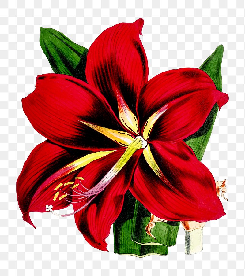 Amaryllis PNG Images | Free Photos, PNG Stickers, Wallpapers ...