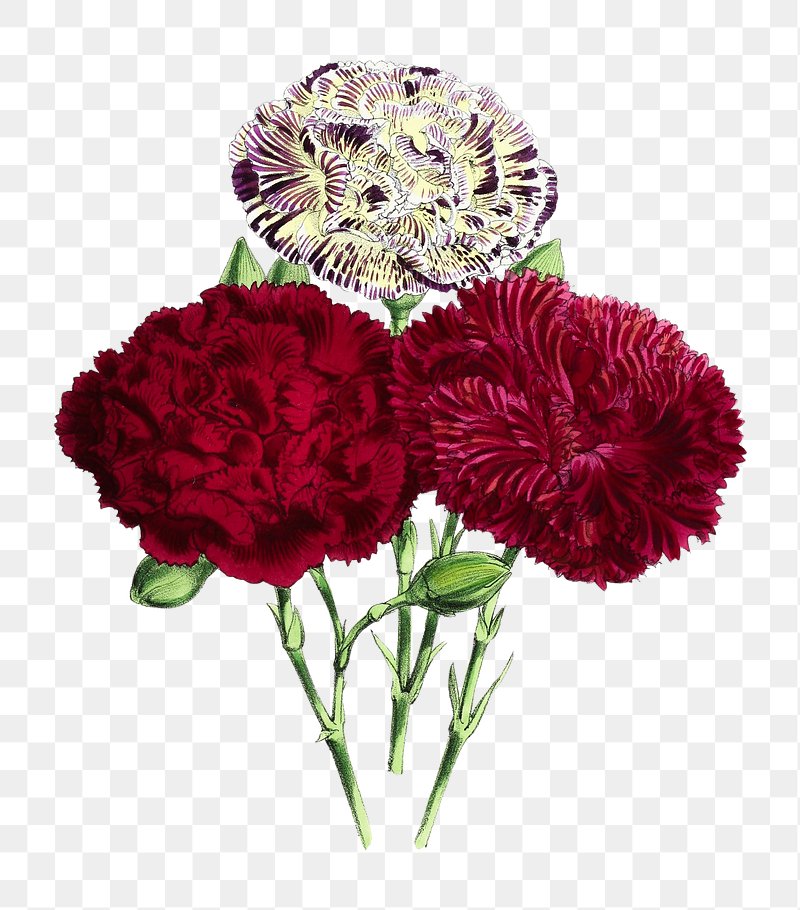 PNG New Carnations Floral Magazine, | Free PNG - rawpixel