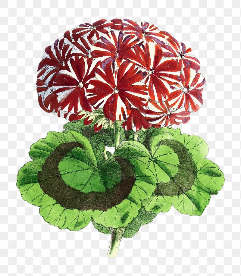 PNG Zonal Pelargoniums or Geraniums | Free PNG - rawpixel