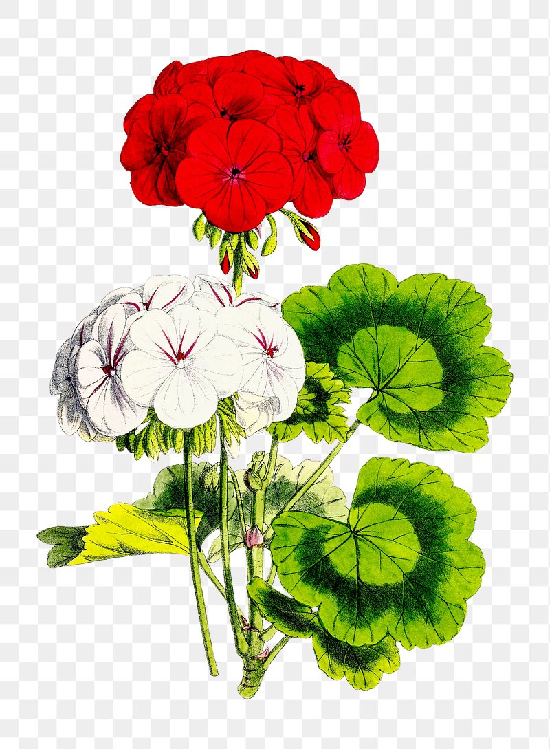 PNG Pelargoniums or Geraniums vintage | Free PNG - rawpixel