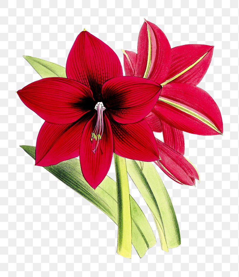 Amaryllis PNG Images | Free Photos, PNG Stickers, Wallpapers ...