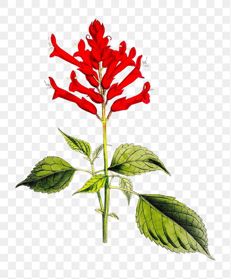 PNG Scarlet Sage Floral Magazine, | Free PNG - rawpixel